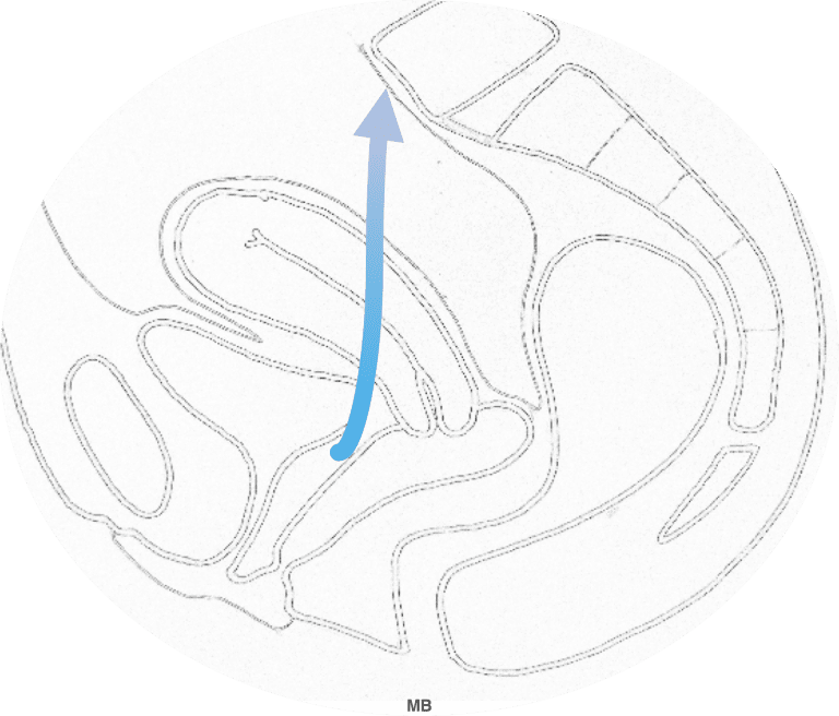 Prolapsus pelvien - Hôpital Paris Saint‑Joseph